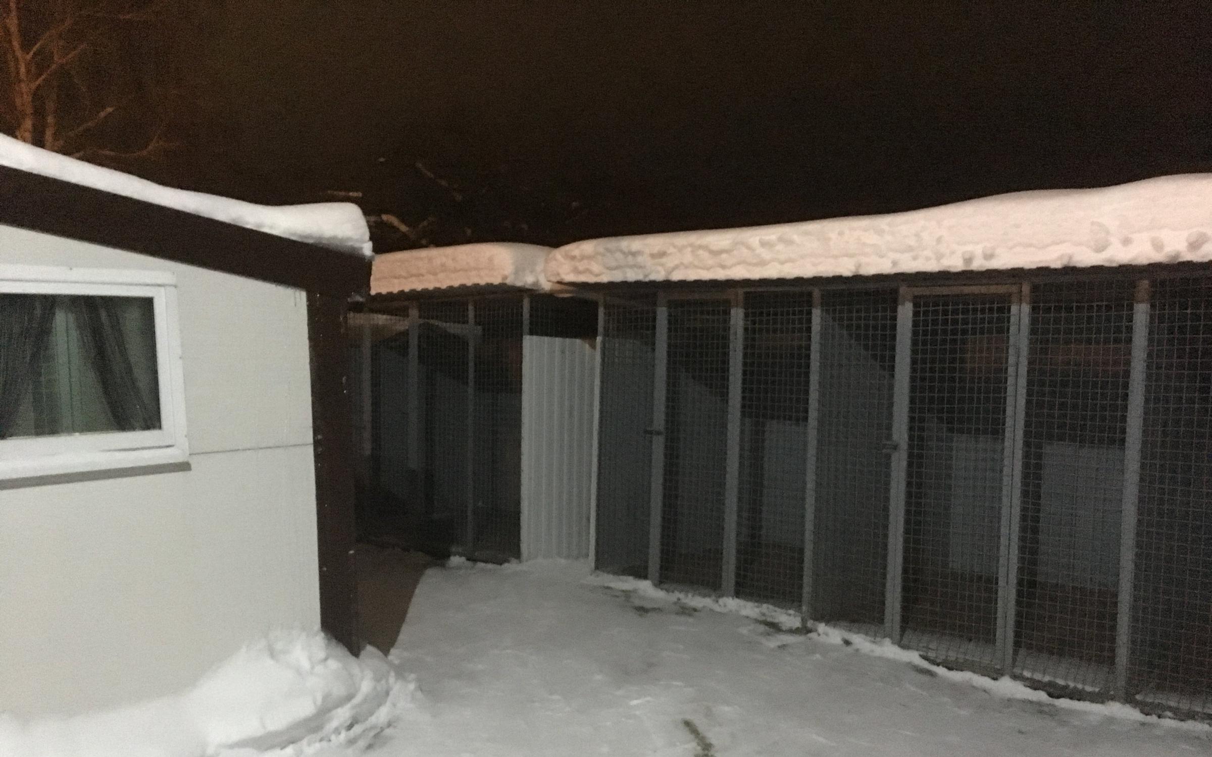 Вилли Хвост, зоогостиница во 2-ом Ленинском переулке в Брянске - отзывы ...