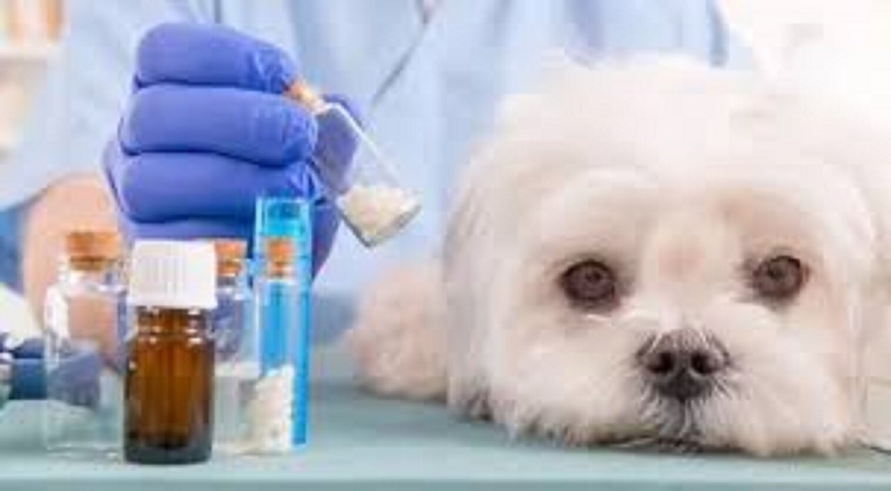 Крошка Енот, ветеринарная клиника на Благодатной улице, 10, Санкт-Петербург – отзывы, фото, цены ...