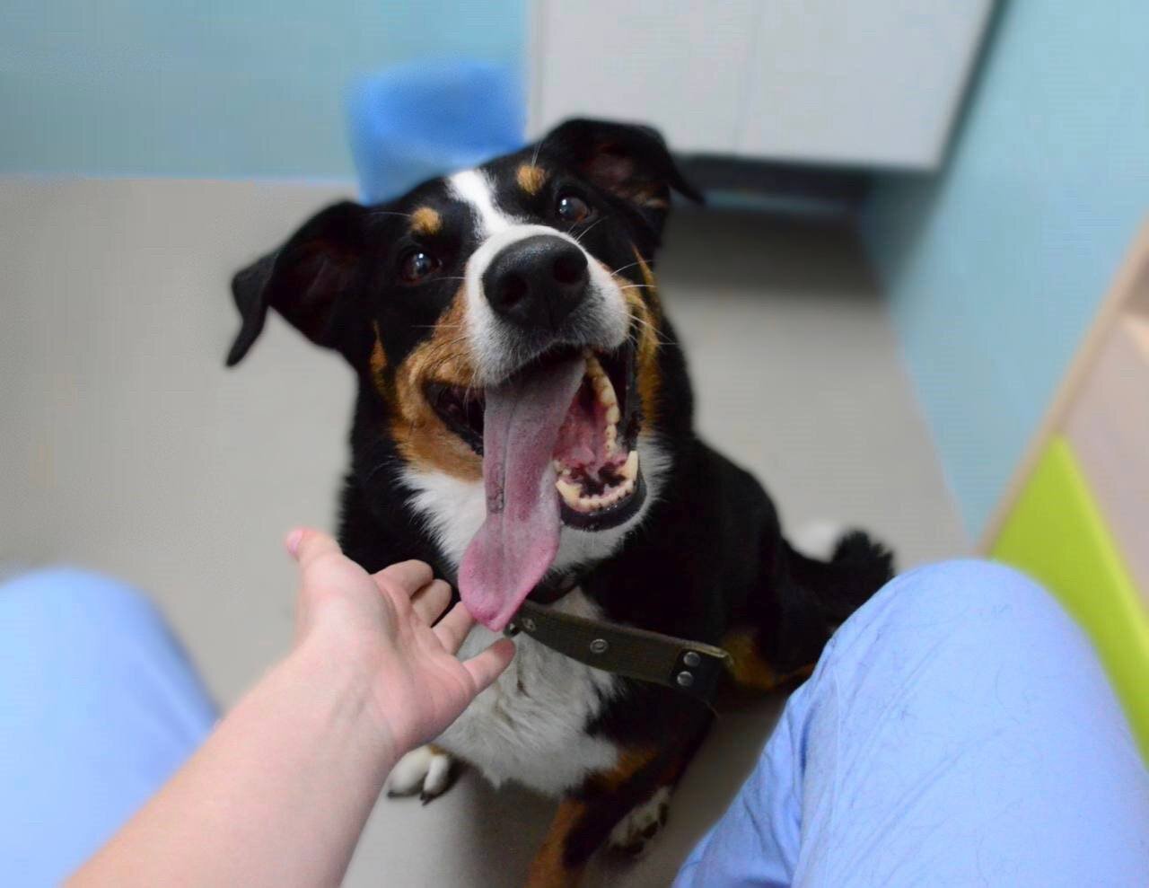 ЭленВет, ветеринарная клиника на Донской улице, 1, Домодедово – отзывы ...