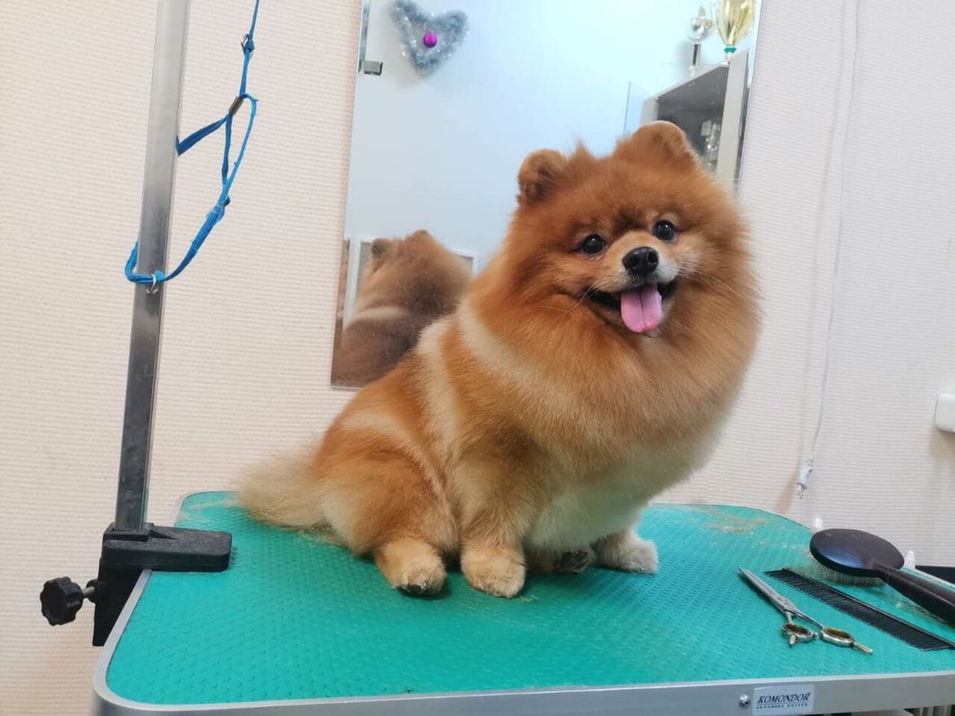 Вет Таун, ветеринарная клиника по адресу Подольск, улица Ульяновых, 1 ...